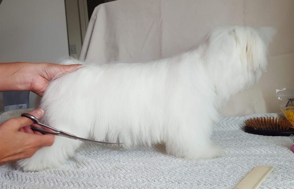 Total Grooming Guide for your Maltese Dog – The Maltese Club