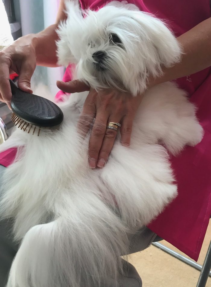 Total Grooming Guide for your Maltese Dog – The Maltese Club