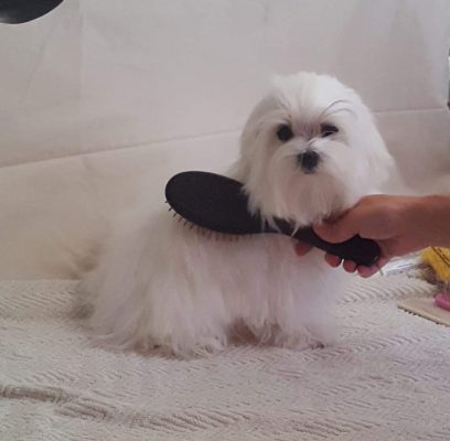Total Grooming Guide for your Maltese Dog – The Maltese Club